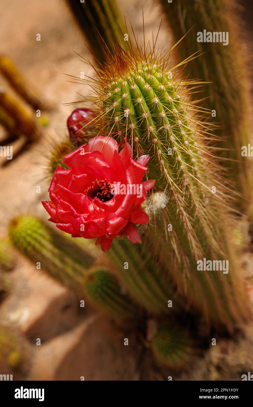 Namibian flaura hi-res stock photography and images - Alamy