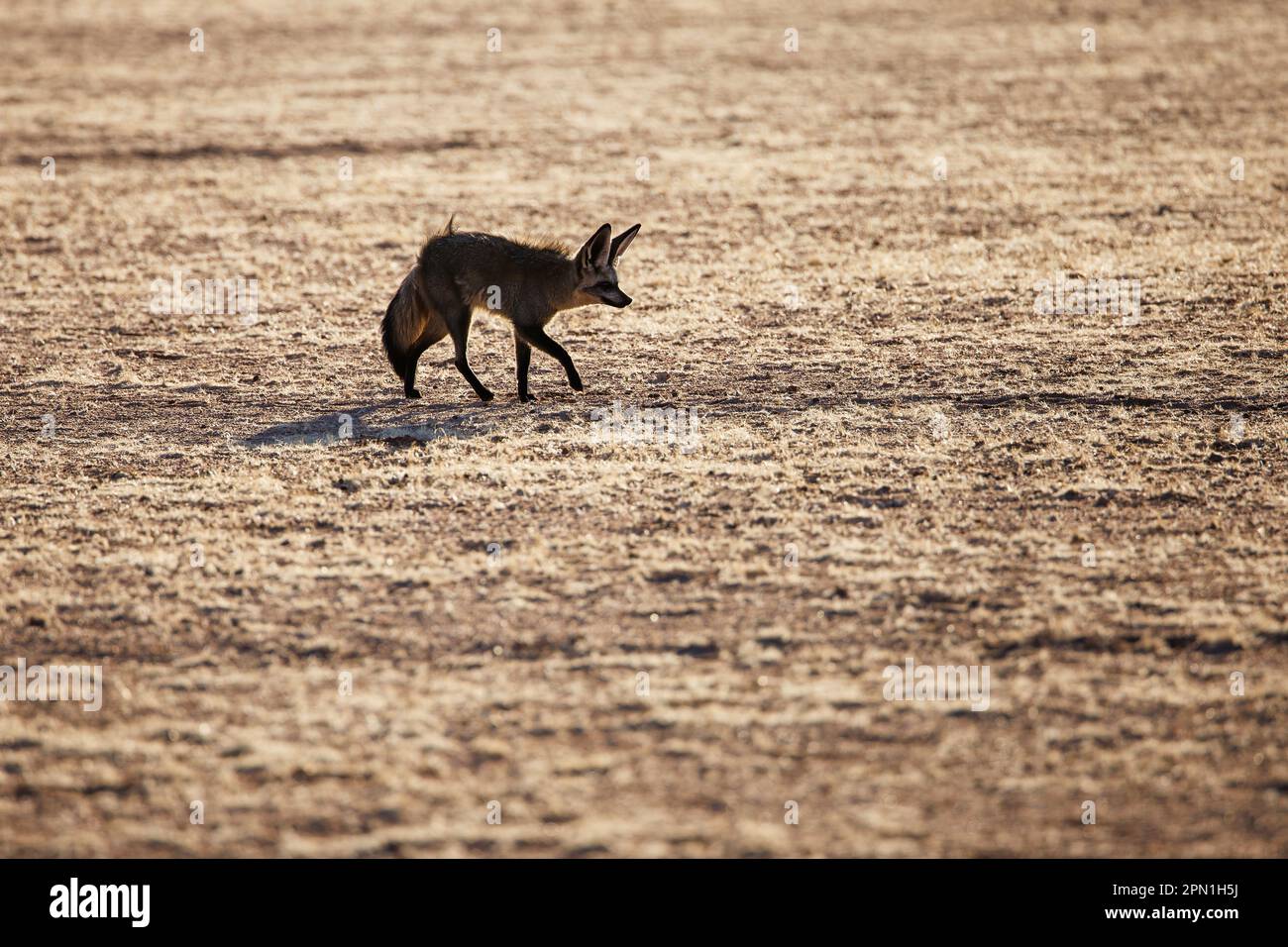 Bat Eared Fox (Otocyon megalotis), Namibia Stock Photo - Alamy