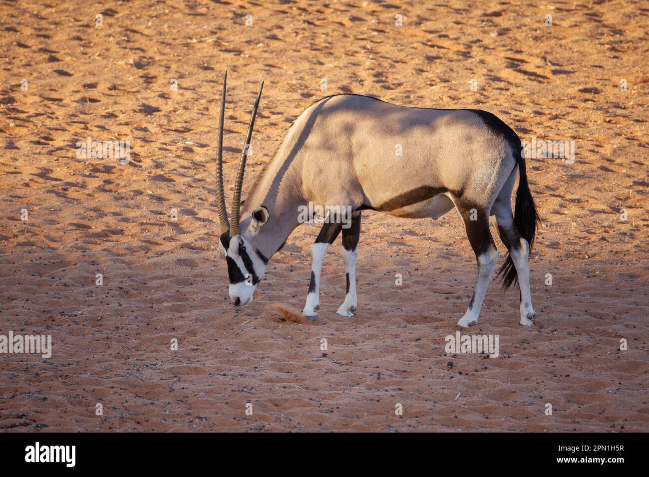 Species of oryx hi-res stock photography and images - Alamy