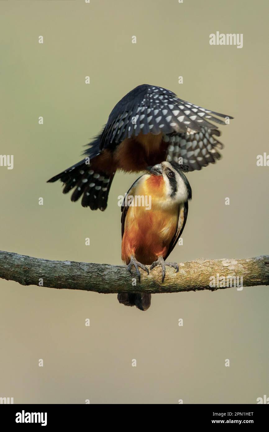 Collard falconet prepare for meting Stock Photo - Alamy