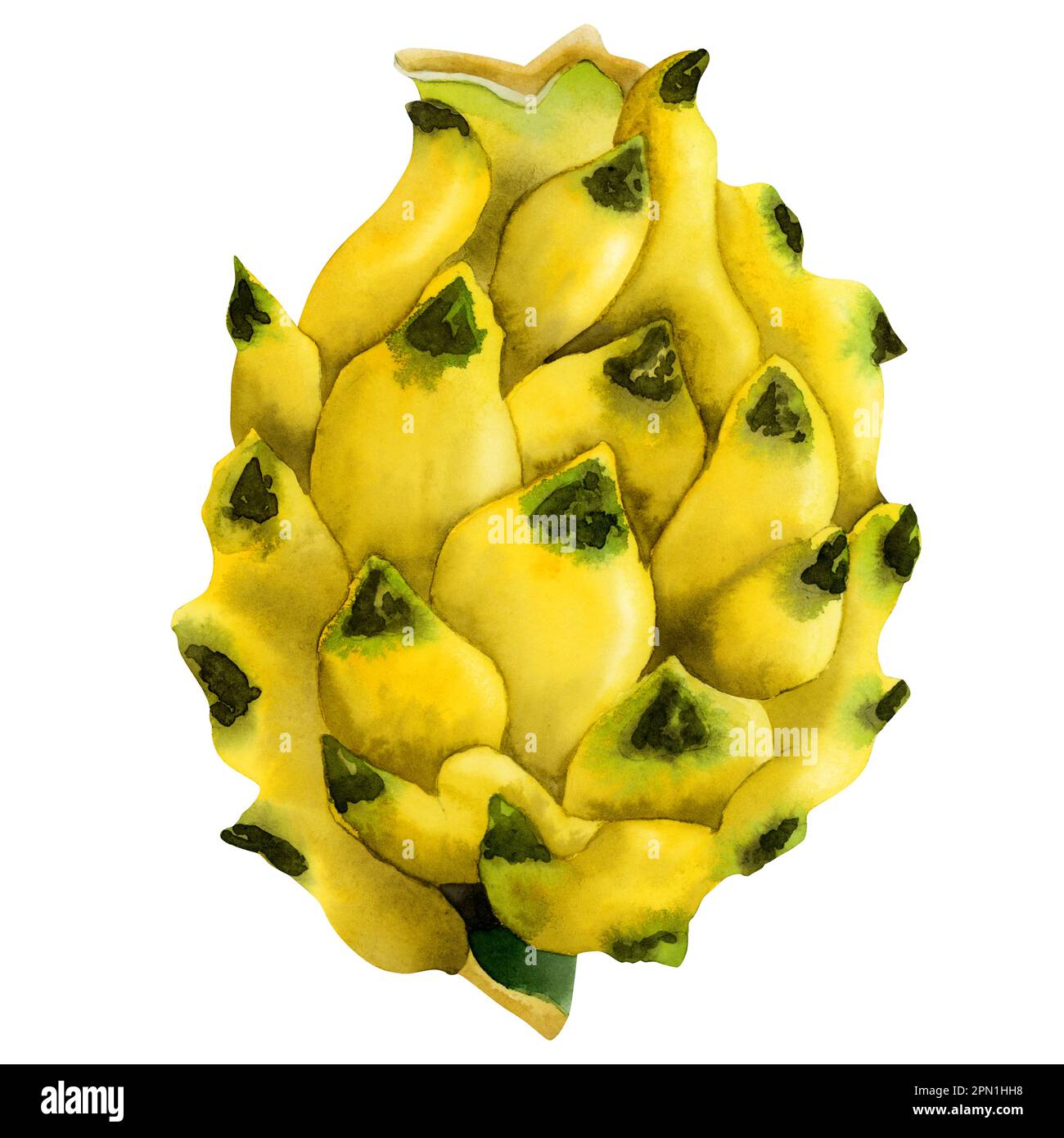 Yellow dragon fruit watercolor illustration. Tropical Asian pitaya ...