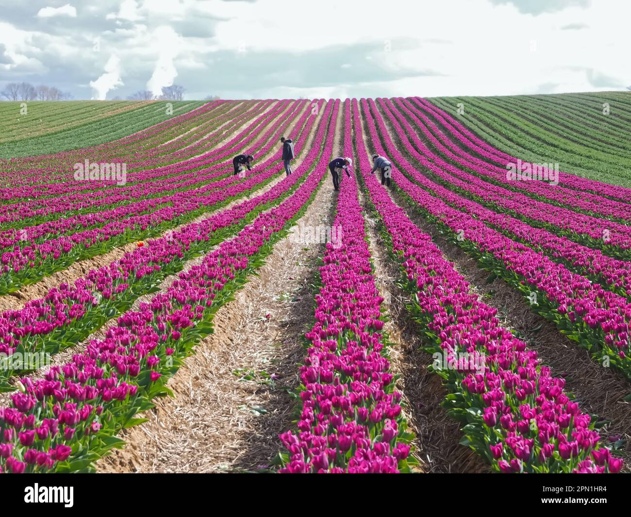 Waves of flowers hi-res stock photography and images - Alamy