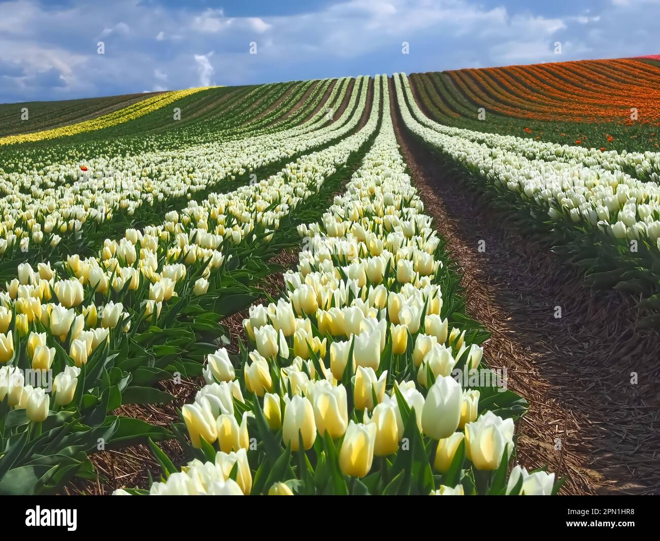 Waves of flowers hi-res stock photography and images - Alamy