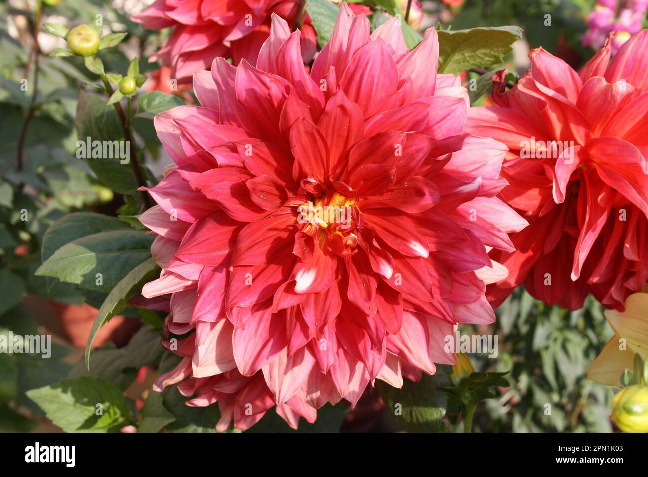 Lava Red (Decorative) dahlia of 'Berliner Kleene' cultivar : (pix ...