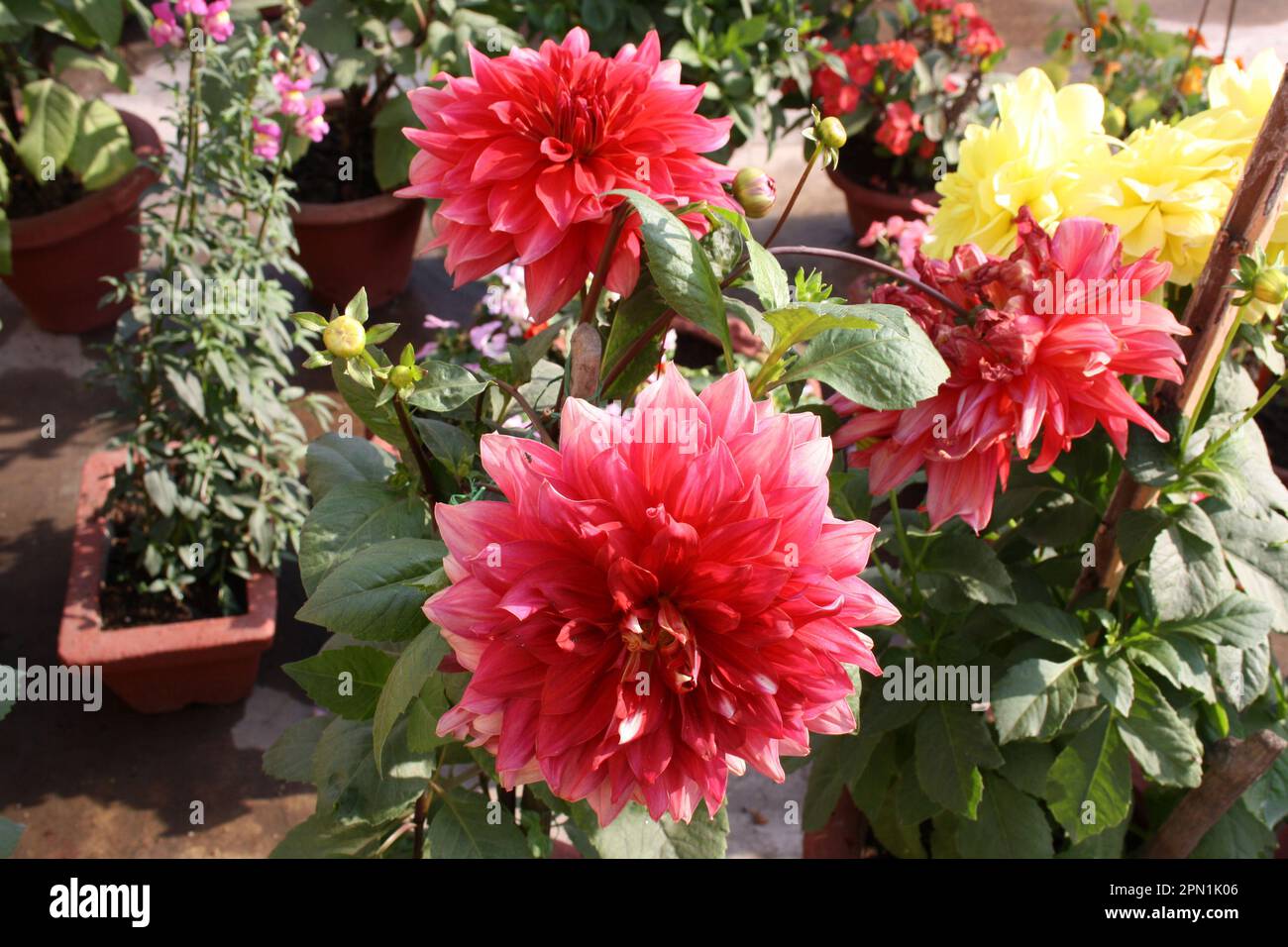 Lava Red (Decorative) dahlia of 'Berliner Kleene' cultivar : (pix ...