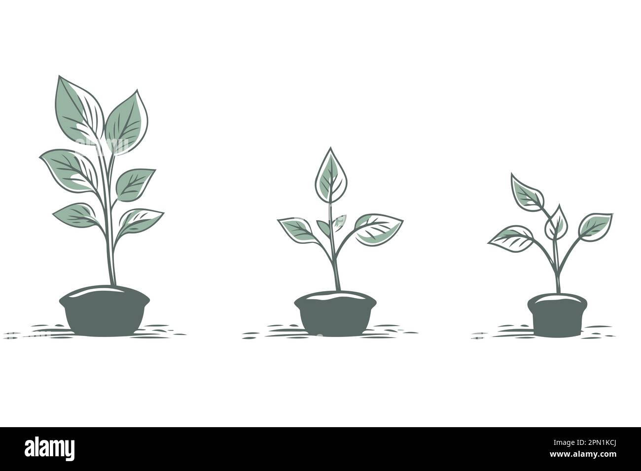 three plants growing in three pots minimalist vector illustration Stock ...