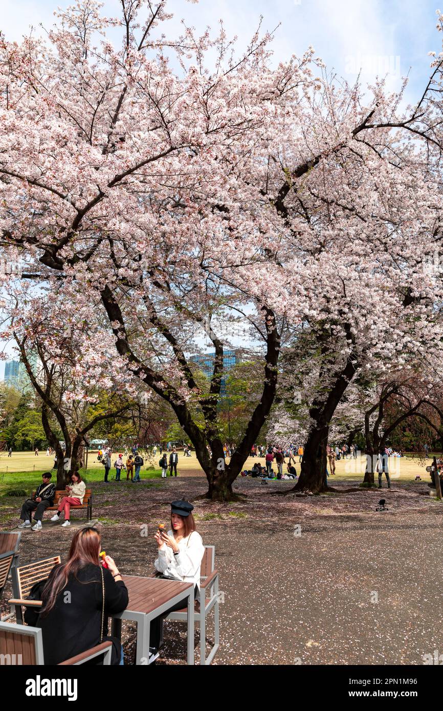 Hanami cherry blossom hi-res stock photography and images - Alamy