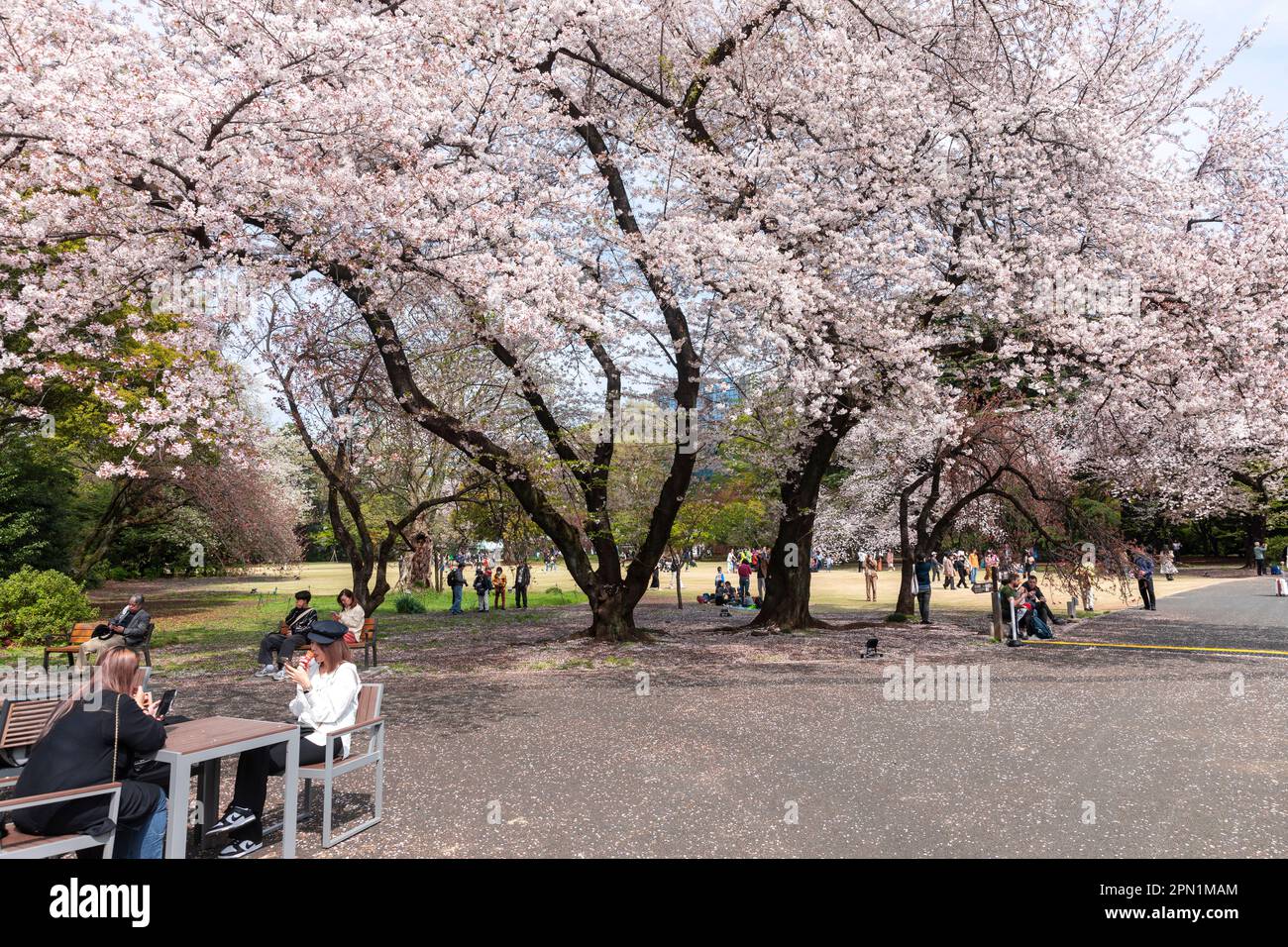 Hanami cherry blossom hi-res stock photography and images - Alamy