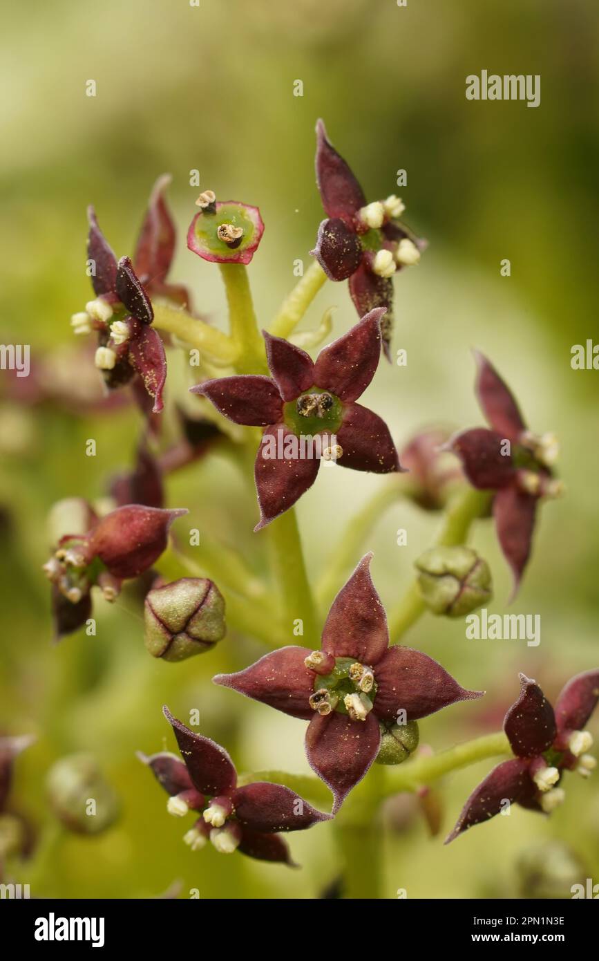 Aucuba japonica plant hi-res stock photography and images - Alamy