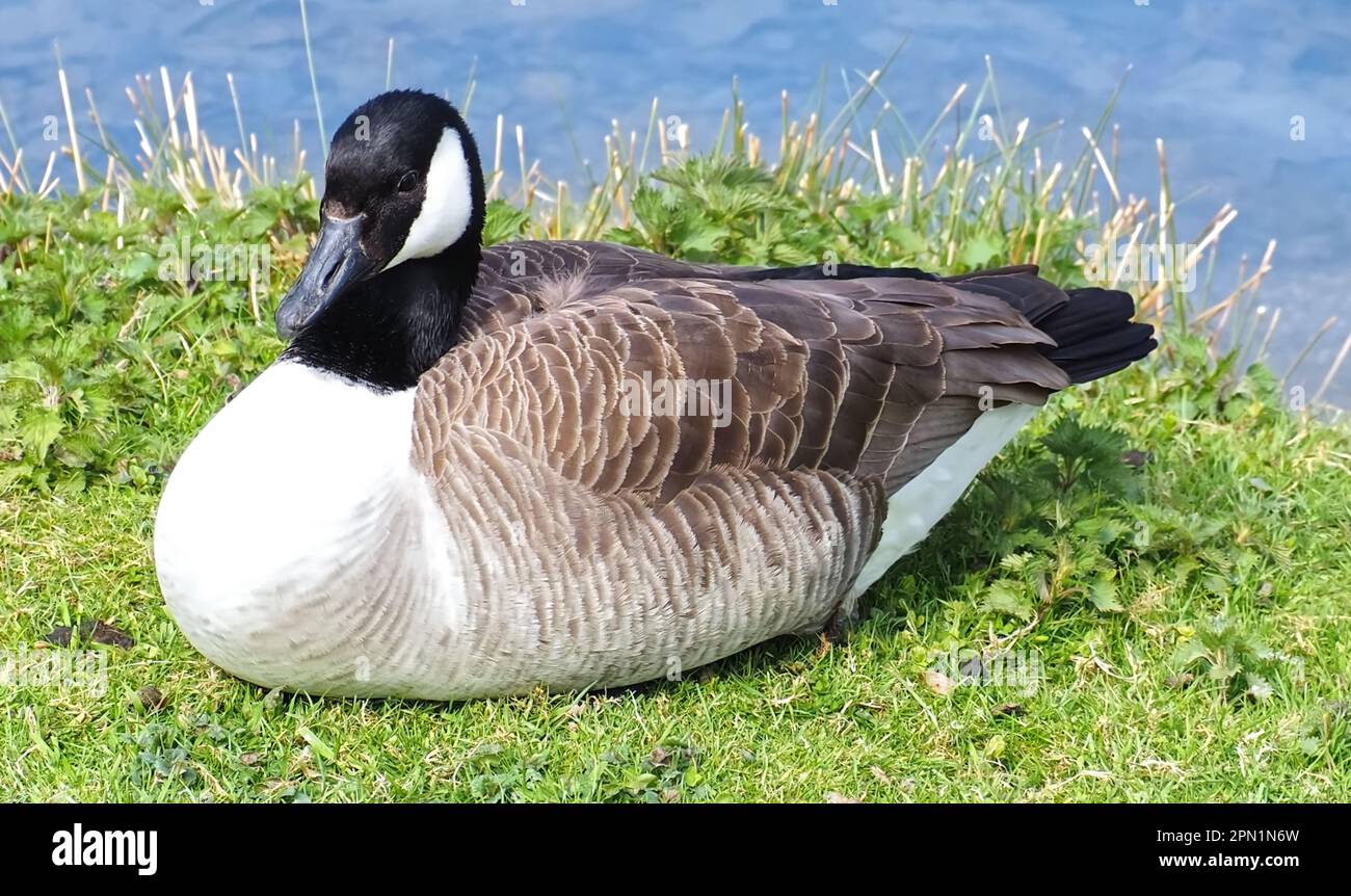 Goose from Canada on a meadow Stock Photo - Alamy