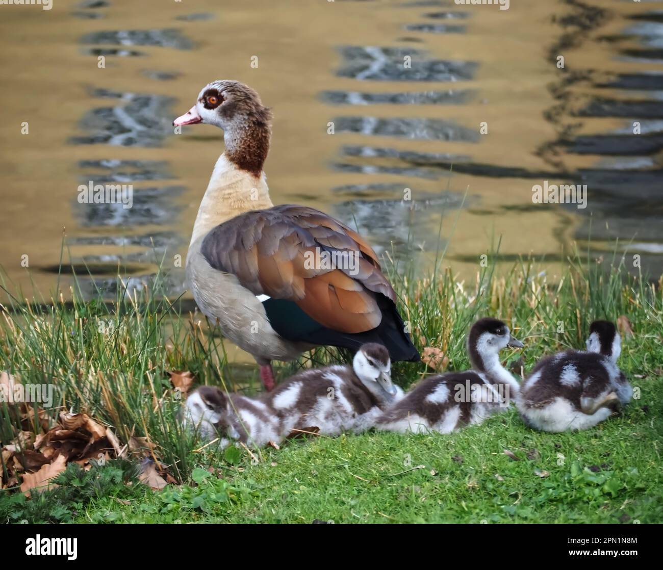 Cute Egyptian goose family with newborn chicks on a meadow Stock Photo ...
