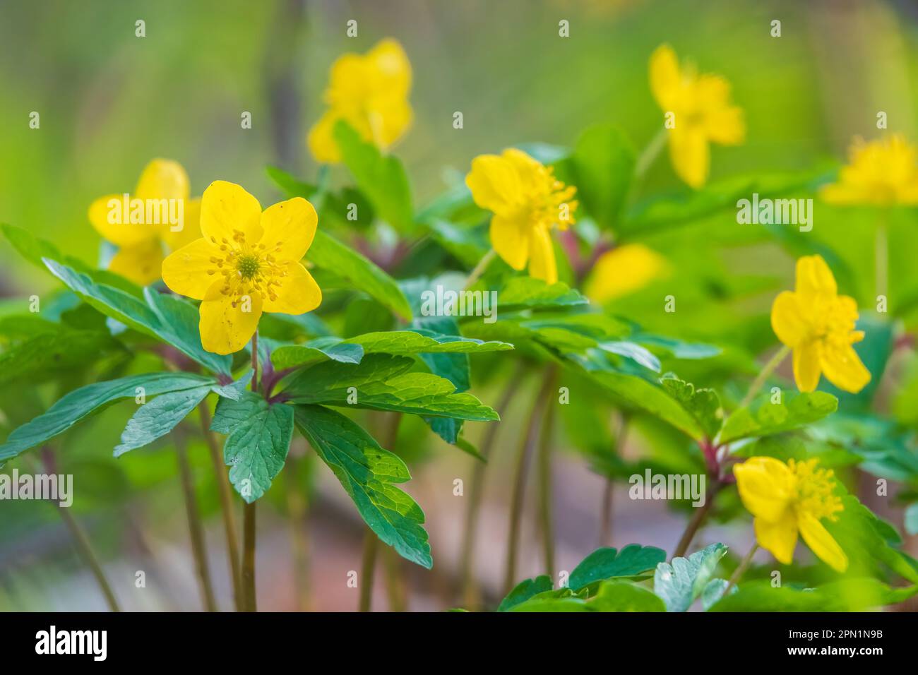 Yellow spring wildflowers hi-res stock photography and images - Alamy