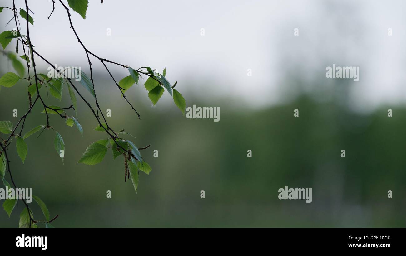 spring birch branch with leaves, wide photo Stock Photo - Alamy