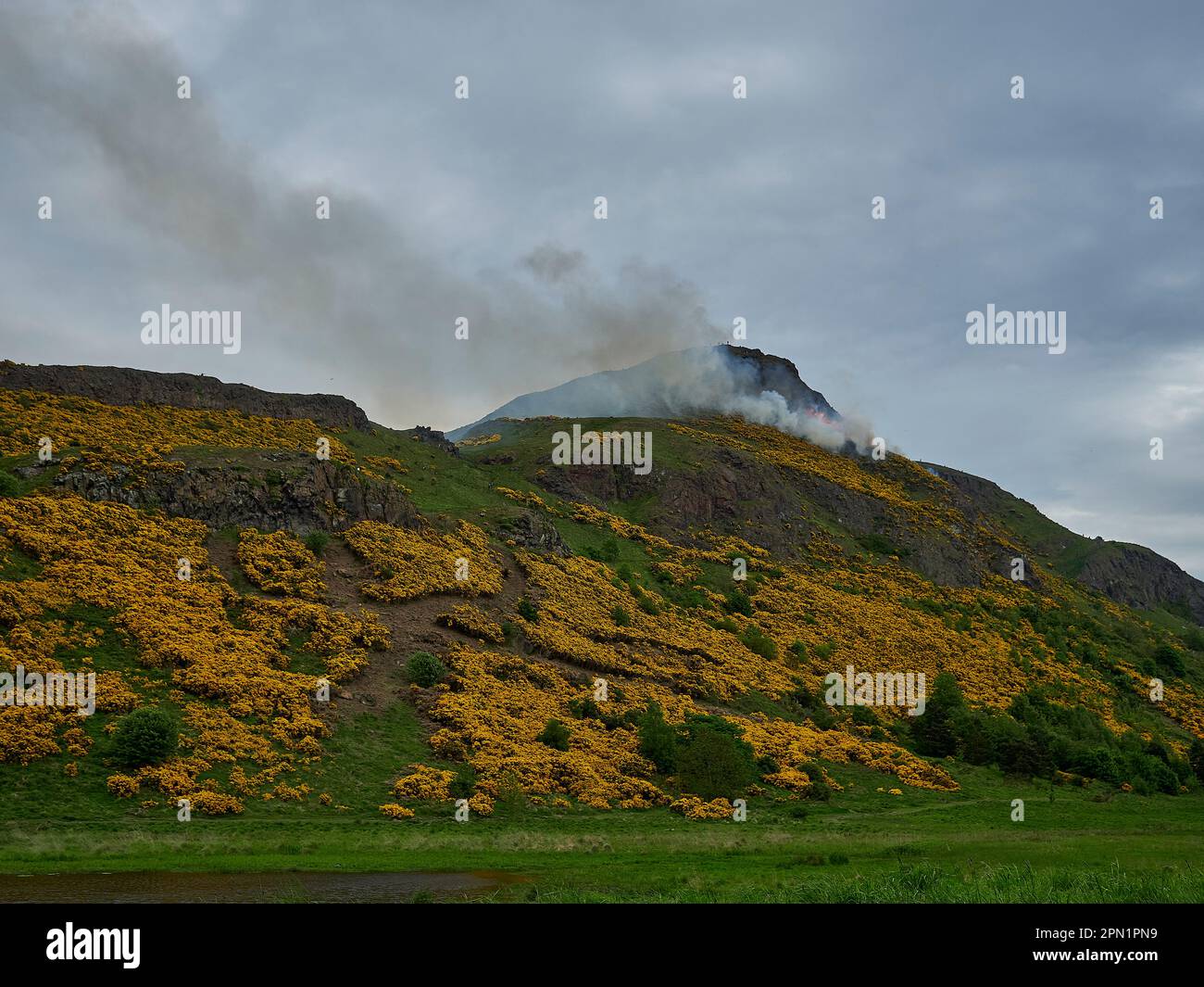 yellow gorse burning in a bush fire on arthurs seat, the iconic hill ...