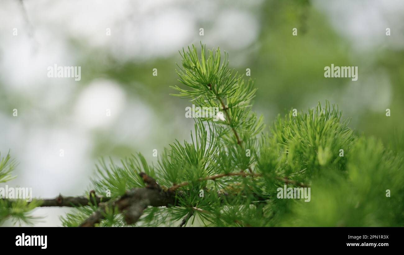 spring larch branch with leaves, wide photo Stock Photo - Alamy