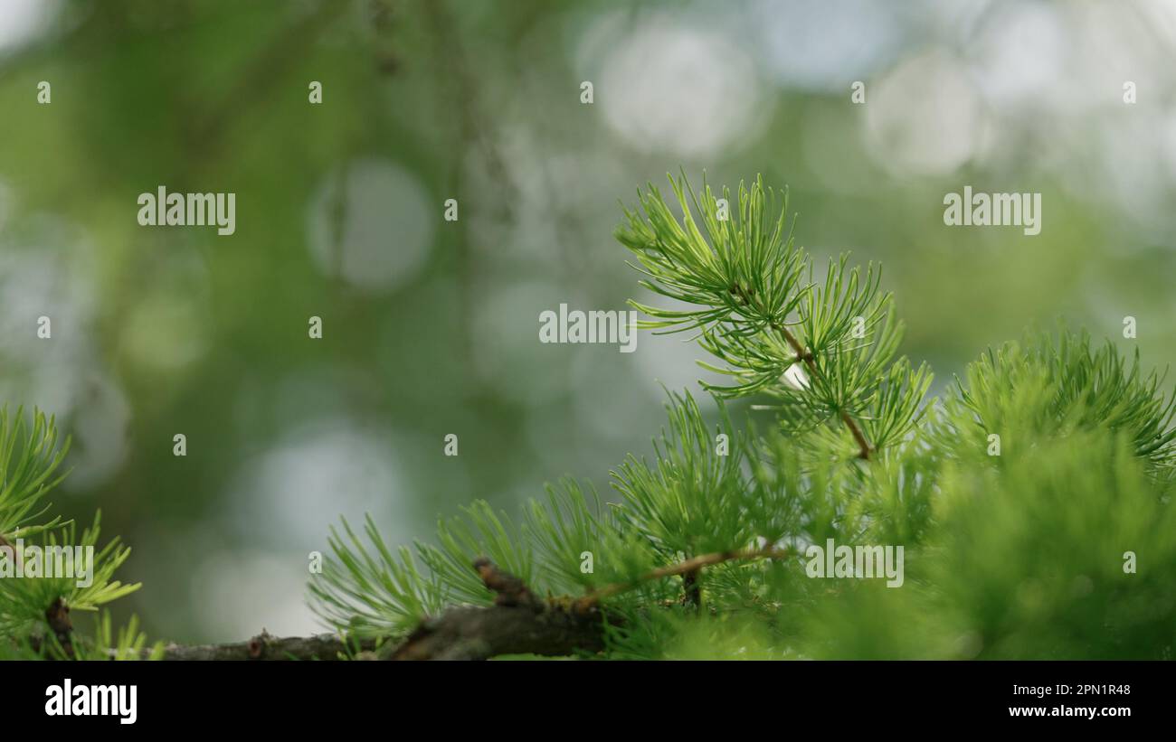 spring larch branch with leaves, wide photo Stock Photo - Alamy