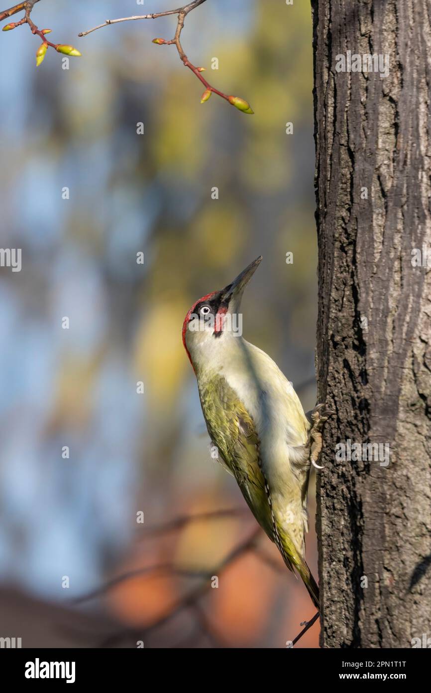 The European green woodpecker (Picus viridis Stock Photo - Alamy