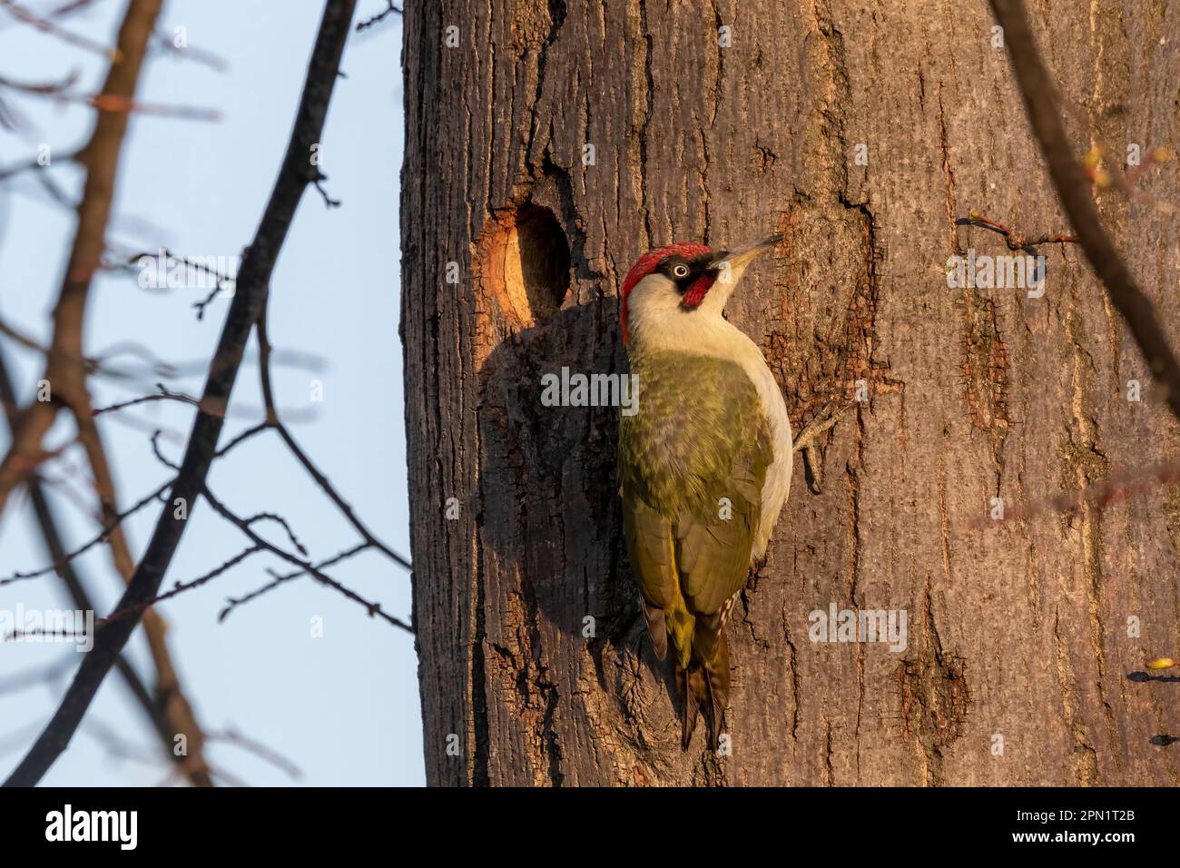 The European green woodpecker (Picus viridis Stock Photo - Alamy