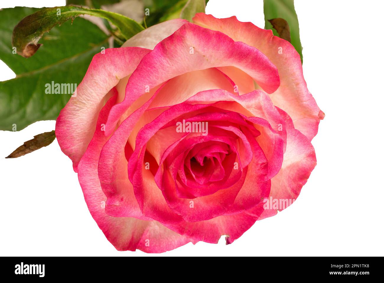 One pink fresh rose, macro. isolated on white background Stock Photo ...