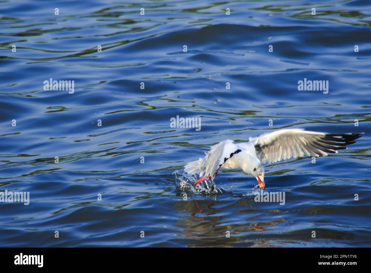 Seagulls flying over the sea , Living together in a large group Is a ...