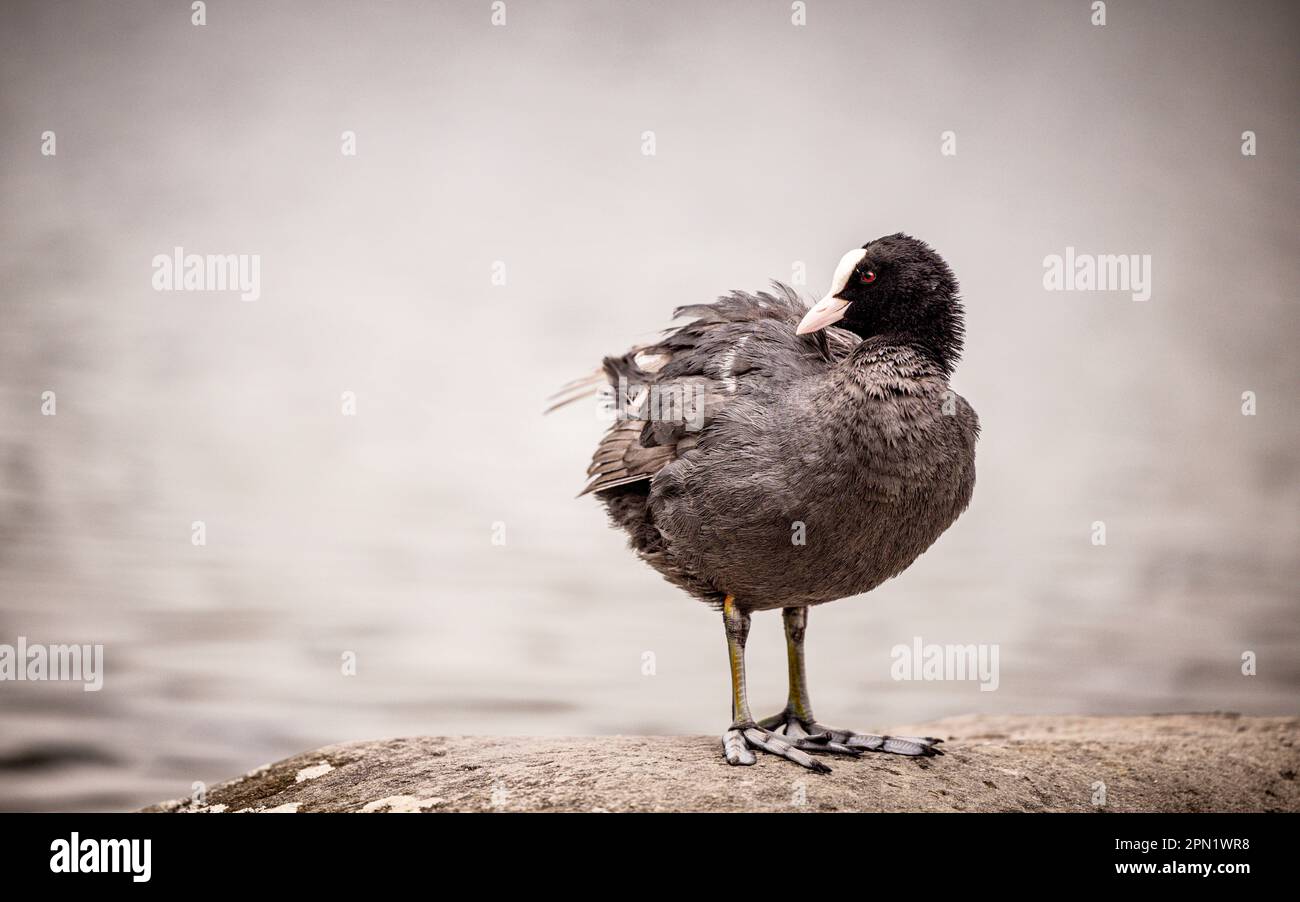 Waterfowl care hi-res stock photography and images - Alamy