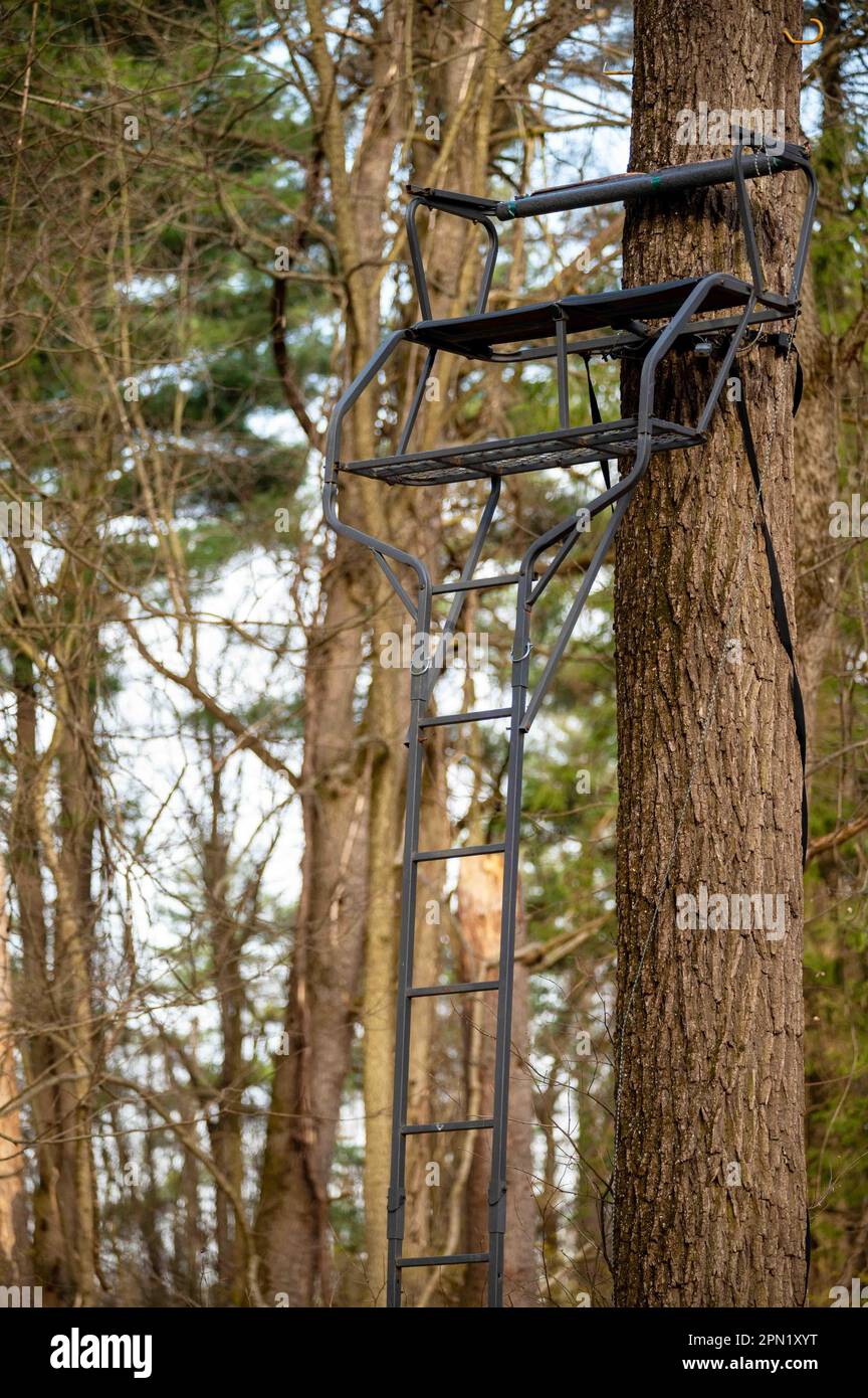 Hunting perch stand with ladder in tall tree Stock Photo - Alamy
