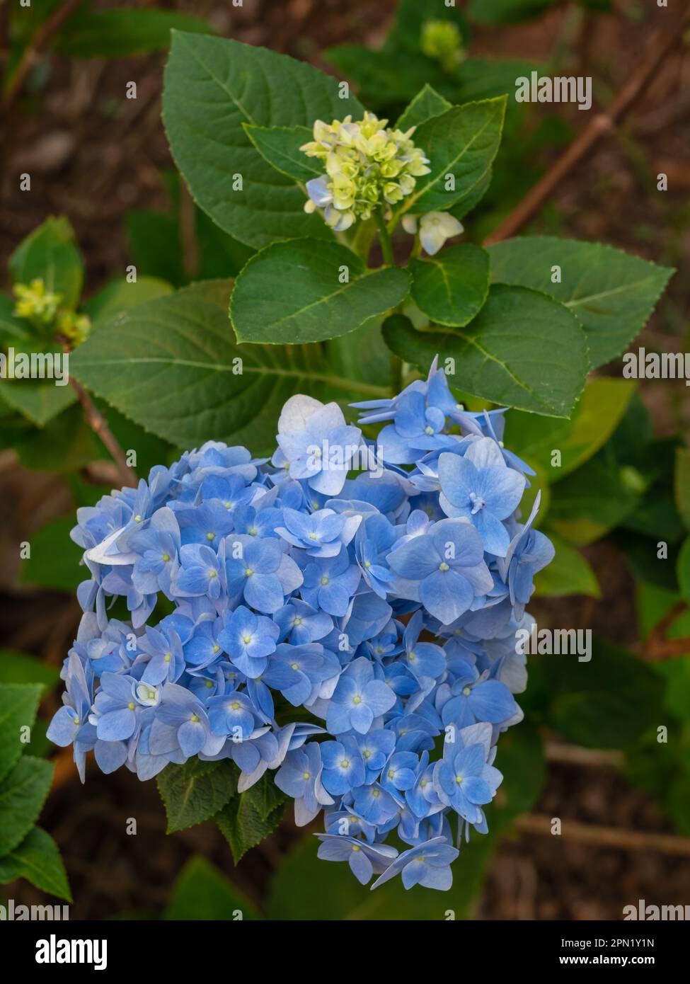 Closeup view of colorful blue and white cluster of hydrangea macrophylla flowers blooming ...