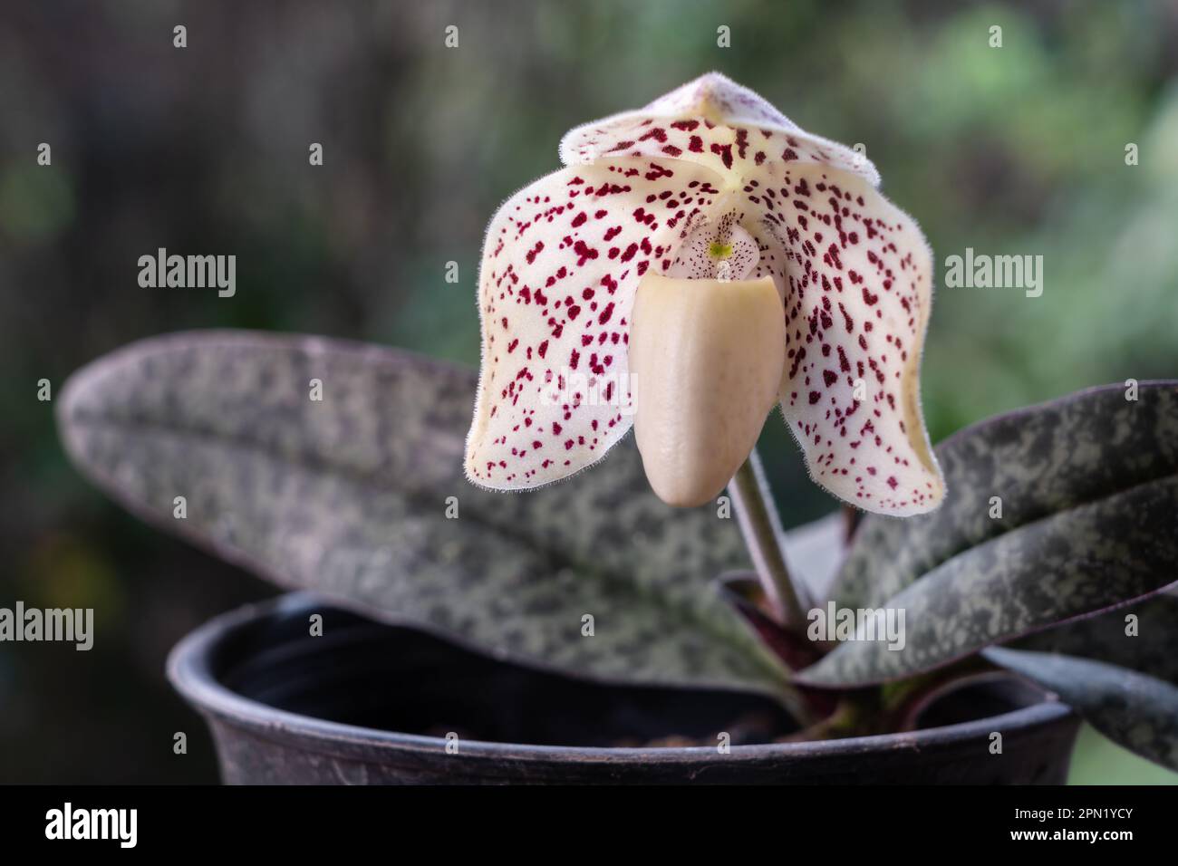 Closeup view of delicate creamy white with red spots flower of ...