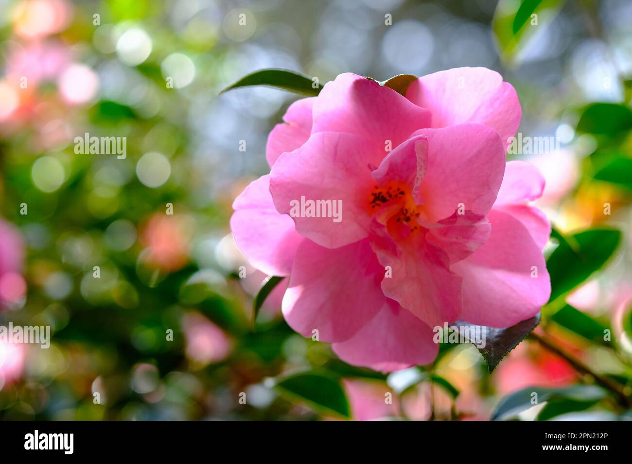 Trewidden Gardens Penzance Stock Photo - Alamy