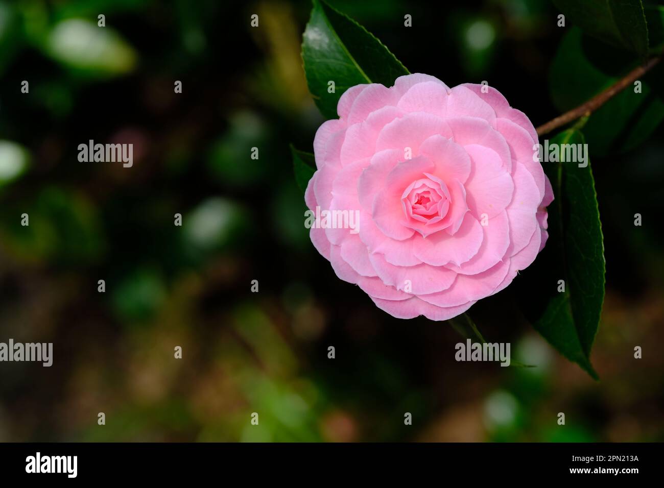 Trewidden Gardens Penzance Stock Photo - Alamy