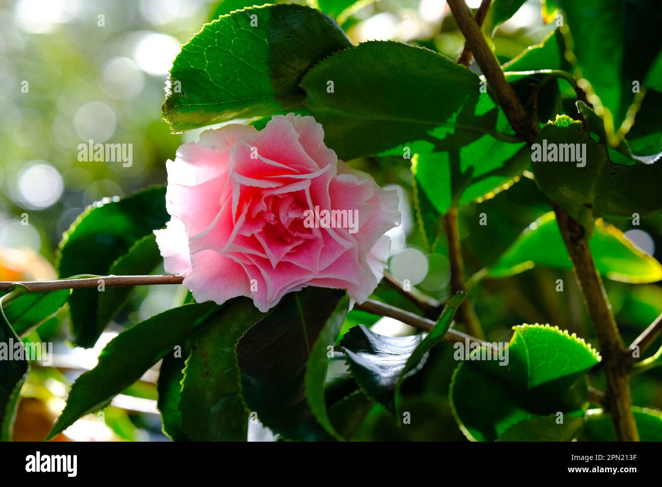 Trewidden Gardens Penzance Stock Photo - Alamy