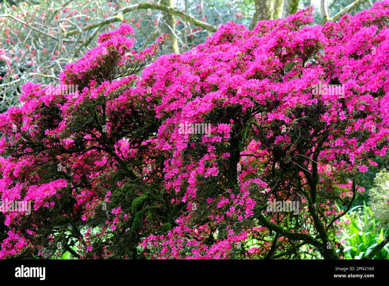 Trewidden Gardens Penzance Stock Photo - Alamy