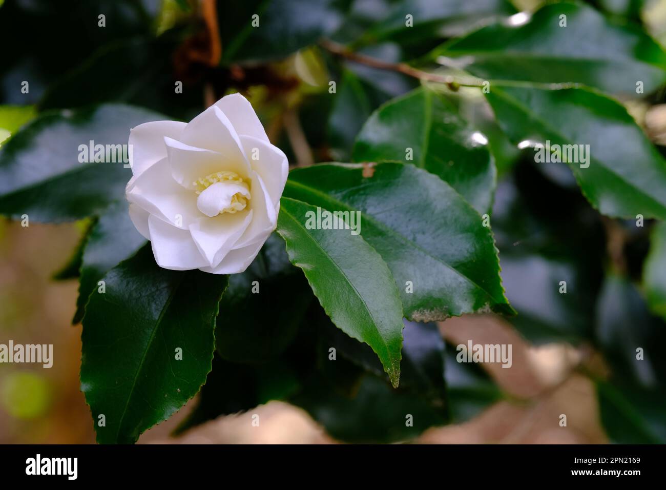 Trewidden Gardens Penzance Stock Photo - Alamy