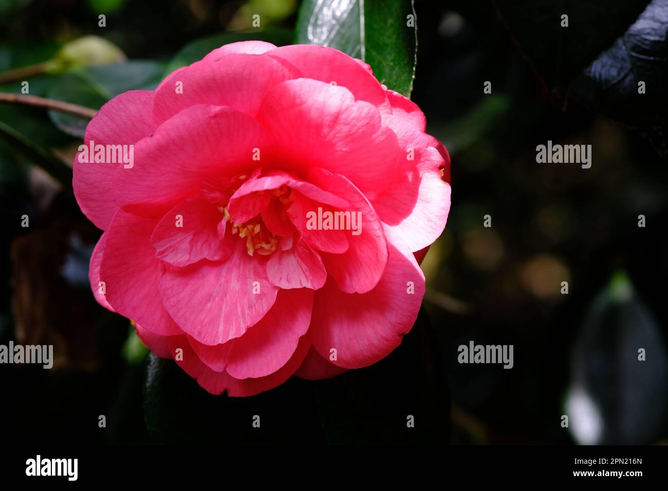 Trewidden Gardens Penzance Stock Photo - Alamy