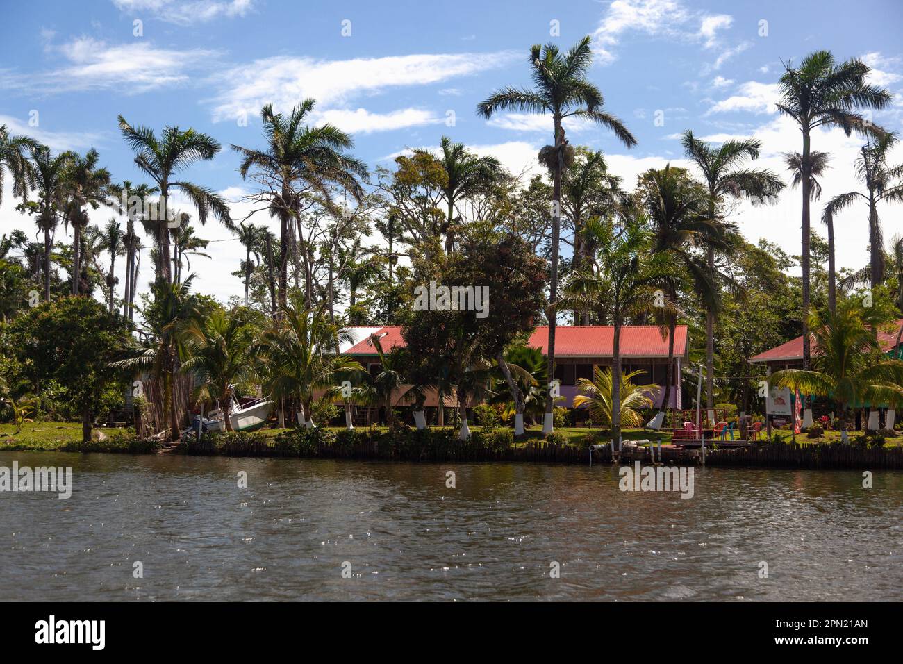 Rainforest tree belize hi-res stock photography and images - Alamy
