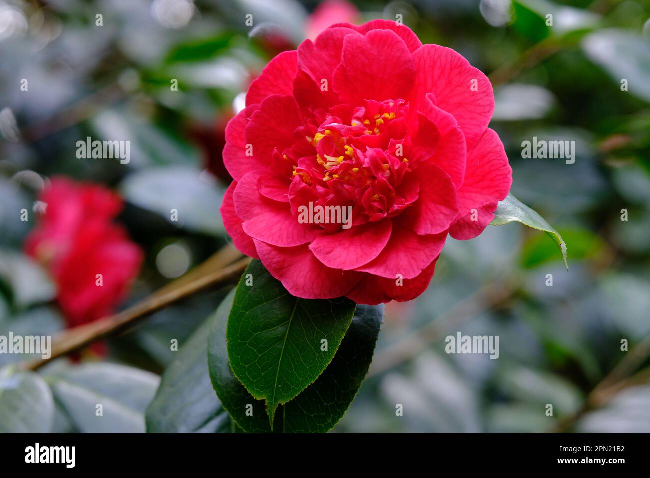 Trewidden Gardens Penzance Stock Photo - Alamy