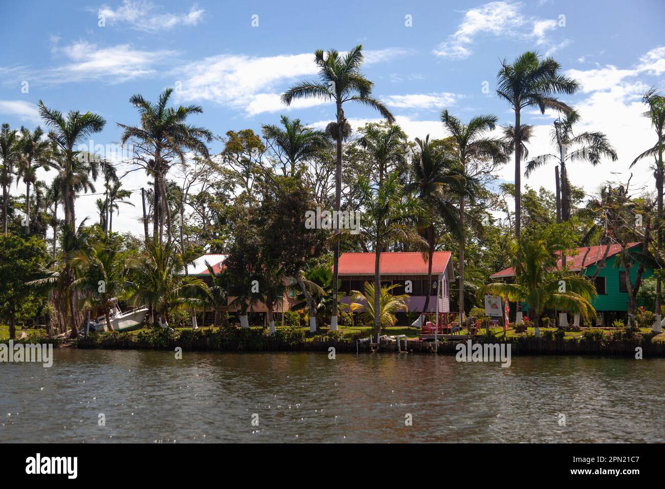 Rainforest tree belize hi-res stock photography and images - Alamy