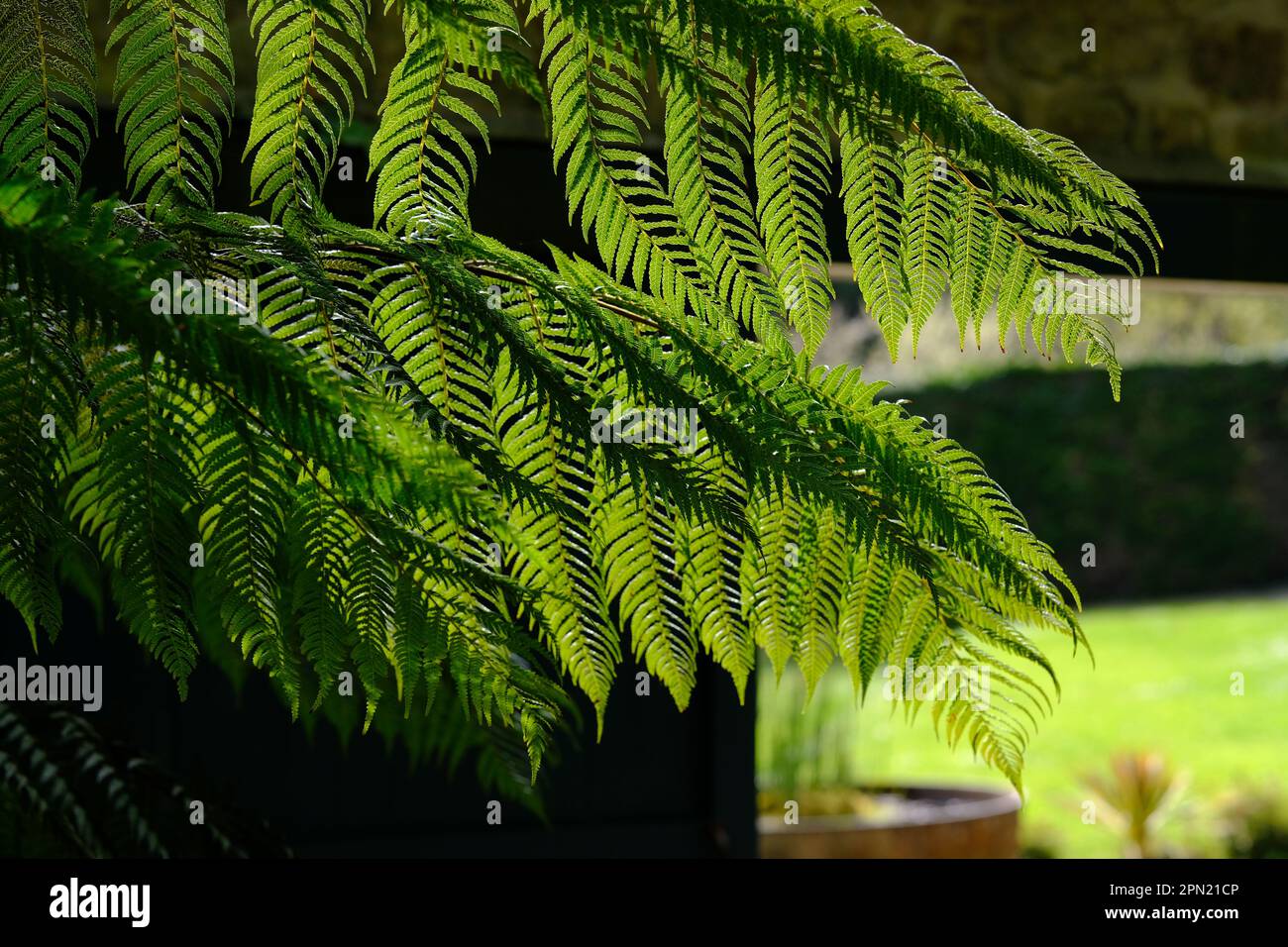 Trewidden Gardens Penzance Stock Photo - Alamy