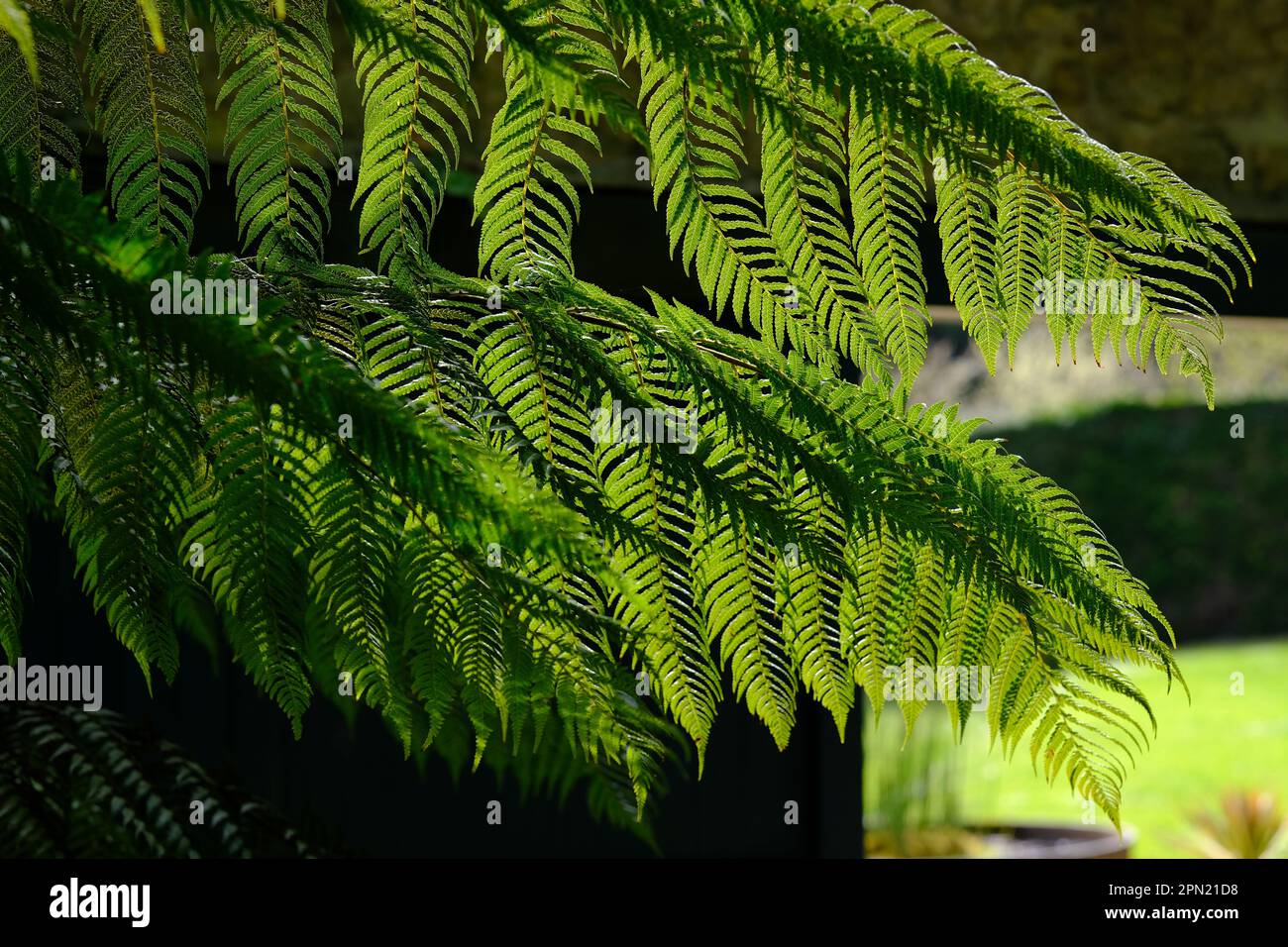 Trewidden Gardens Penzance Stock Photo - Alamy