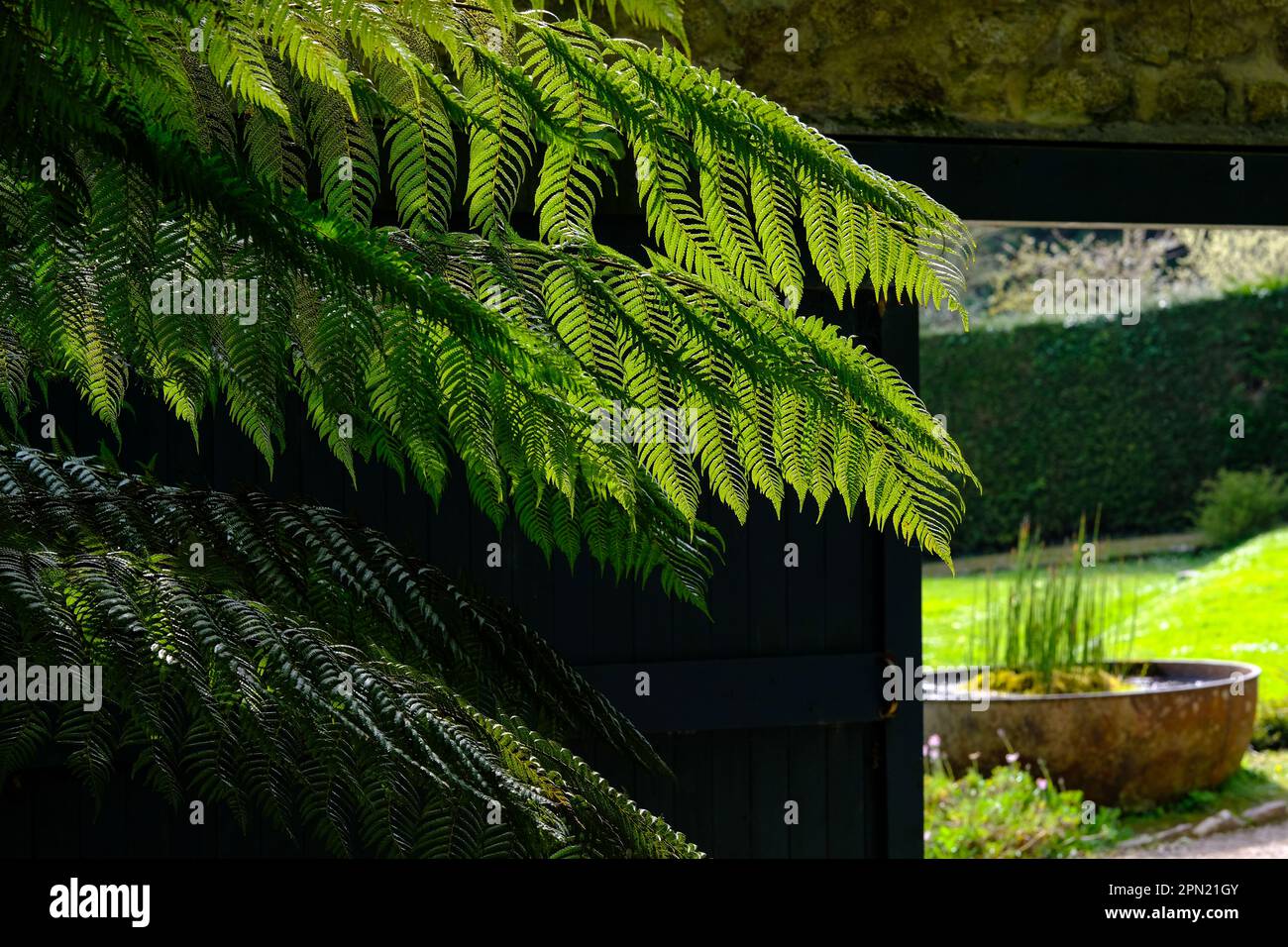 Trewidden Gardens Penzance Stock Photo - Alamy