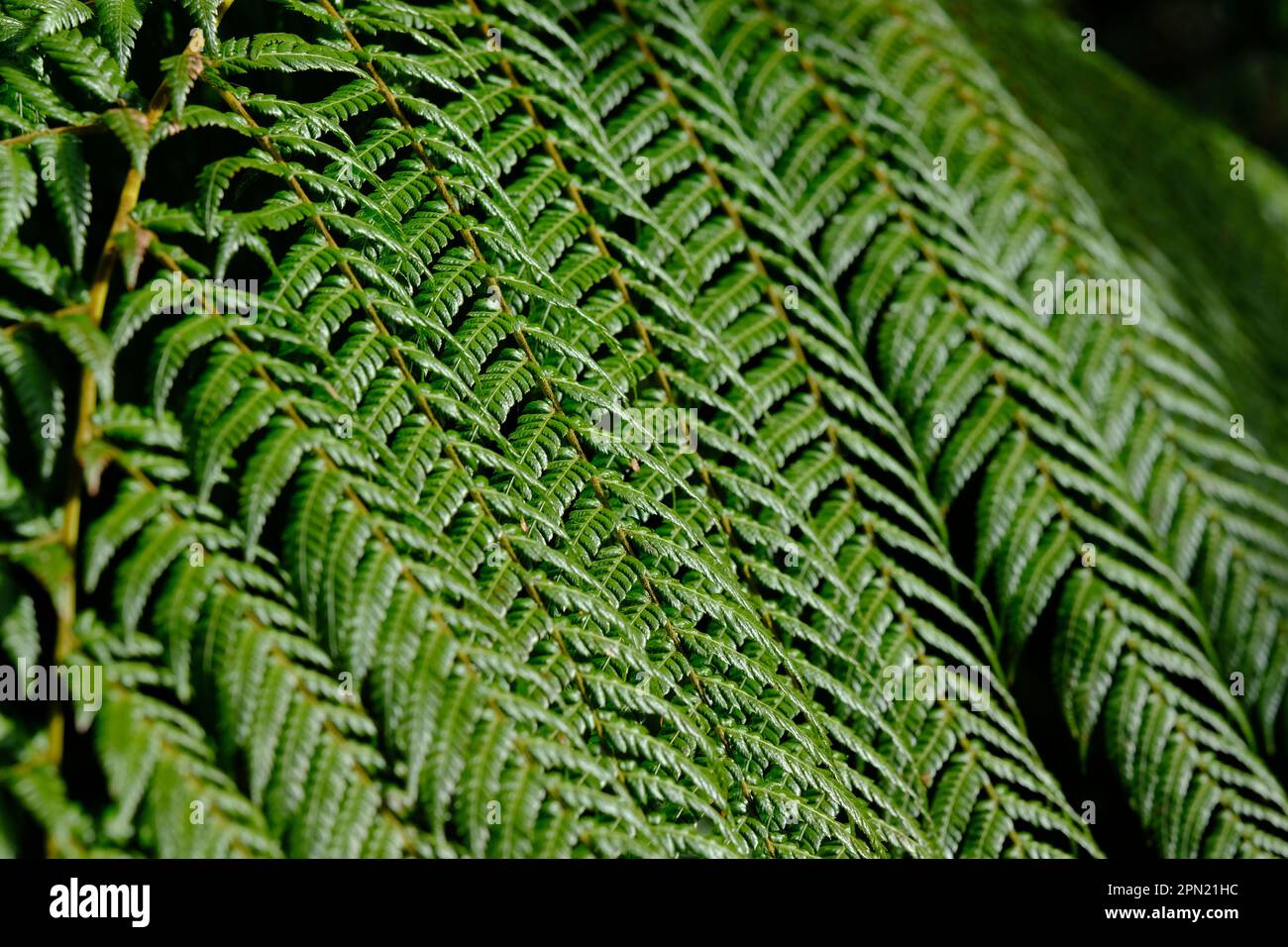 Trewidden gardens hi-res stock photography and images - Alamy