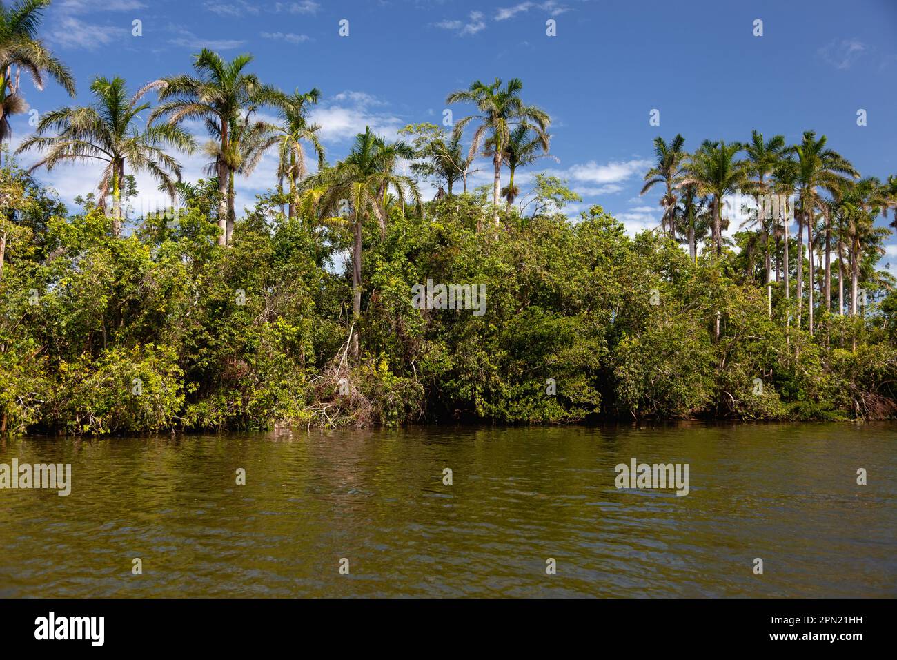 Rainforest tree belize hi-res stock photography and images - Alamy