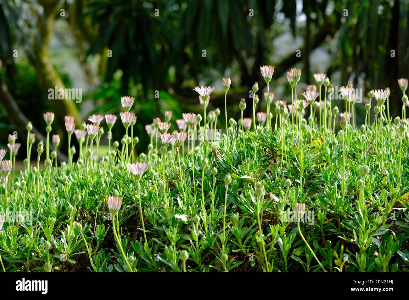 Trewidden Gardens Penzance White Daisy Dimorphotheca Stock Photo - Alamy