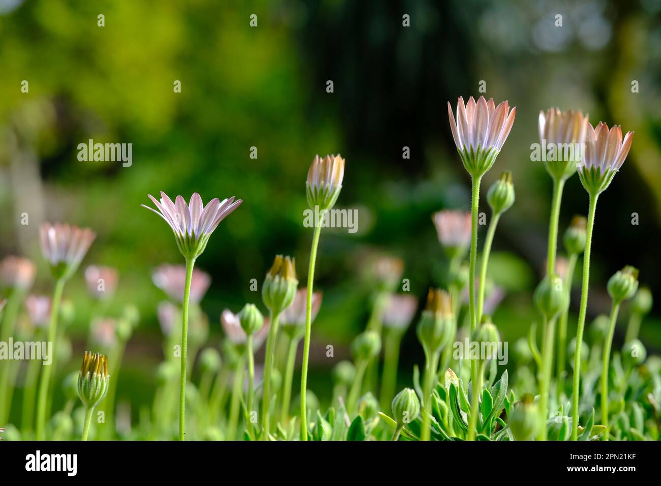 Trewidden Gardens Penzance White Daisy Dimorphotheca Stock Photo - Alamy