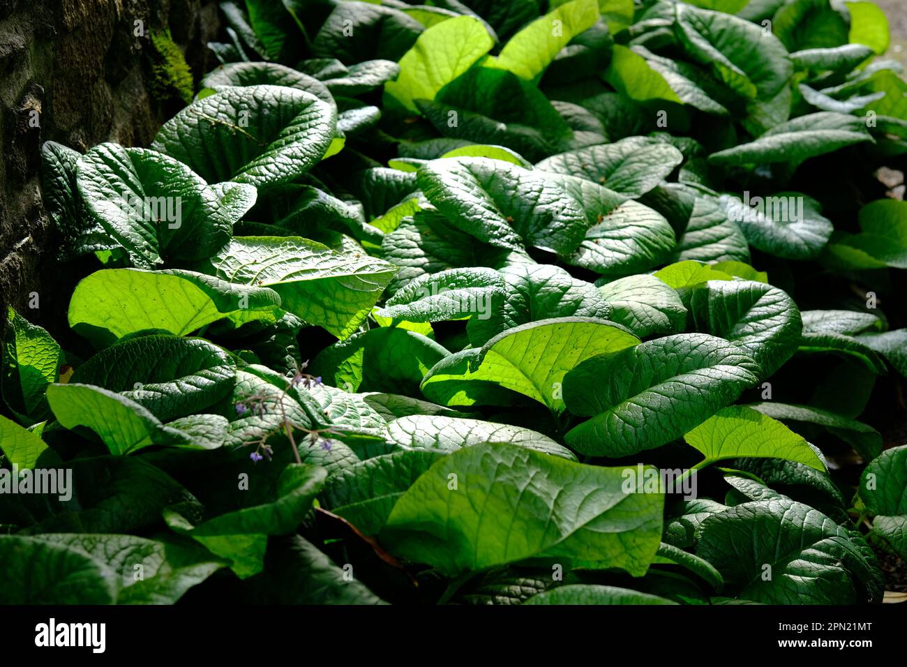 Trewidden Gardens Penzance Stock Photo - Alamy