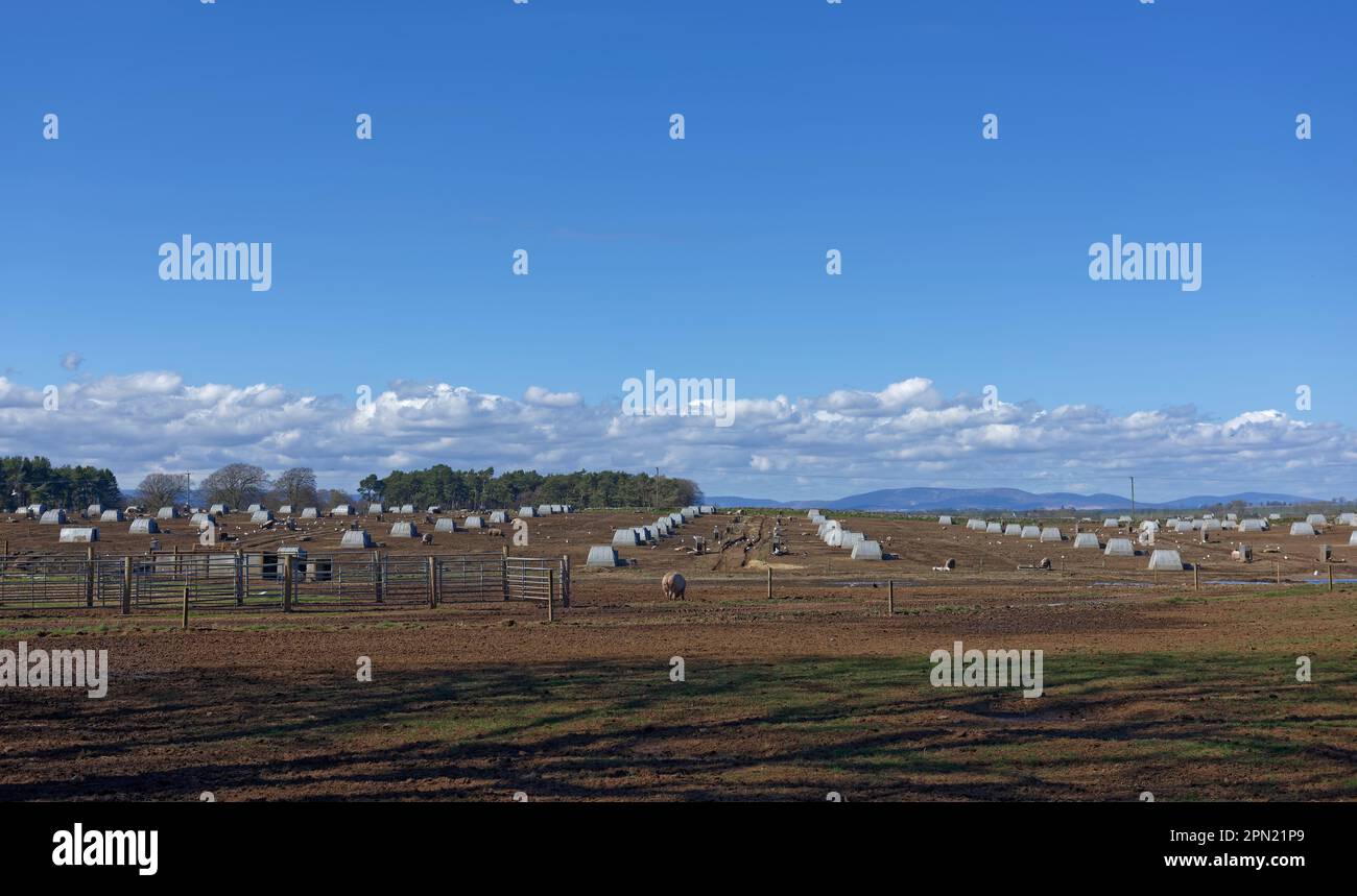 Rows of Pig styies for intensive Free Range Pig Farming near to the ...