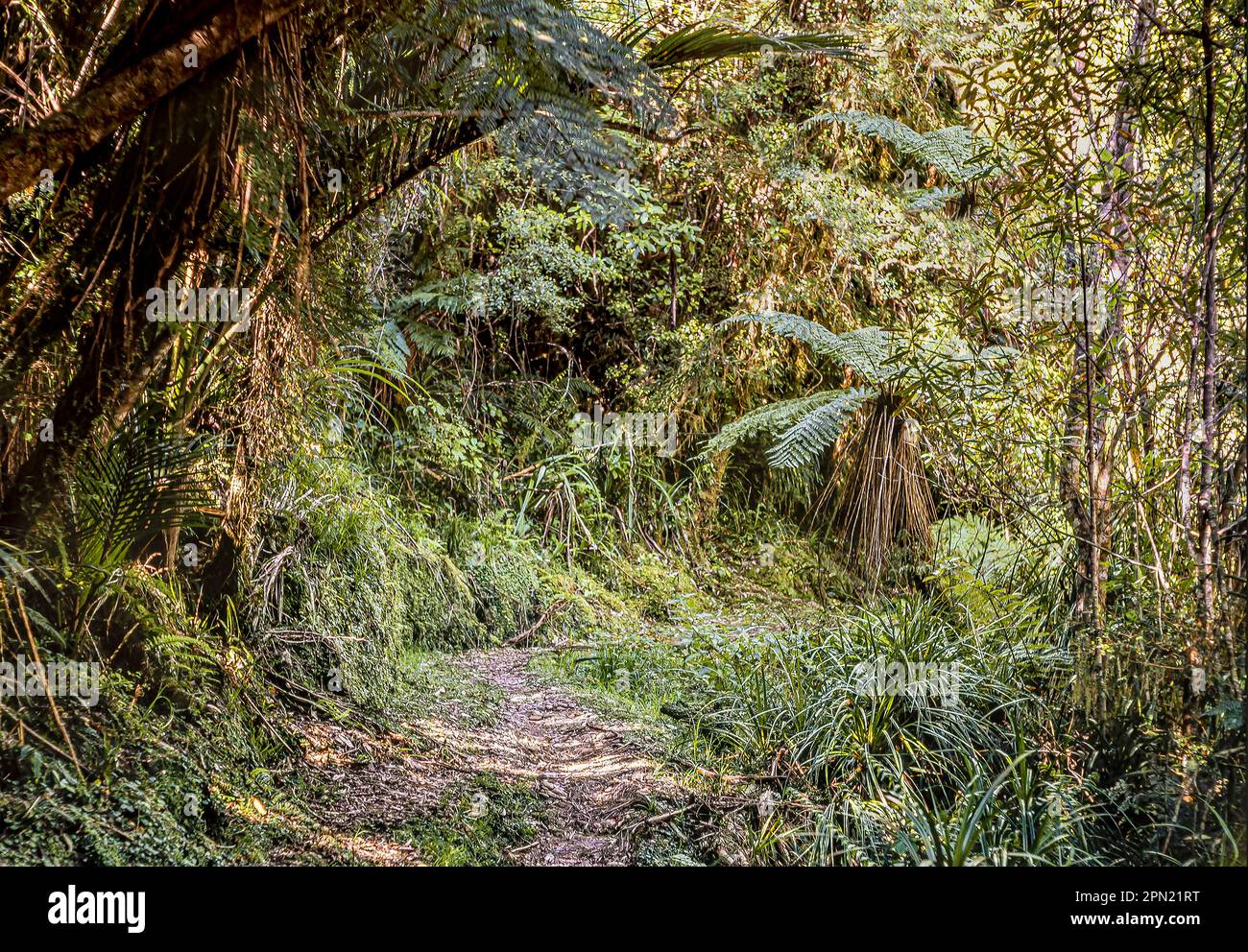 Rainforest hiking path at the West Coast of the South Island in New ...