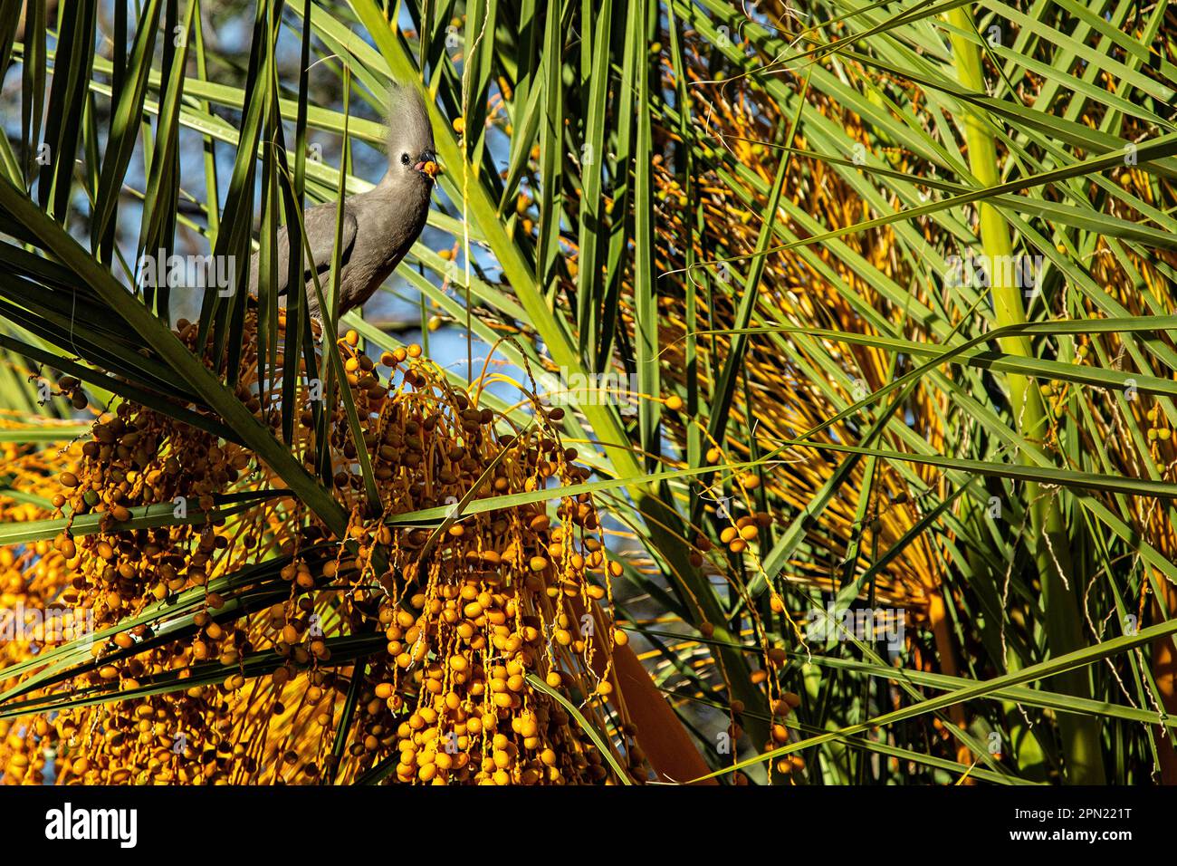 Grey African Go Away Bird with plume surrounded by yellow palm nuts ...