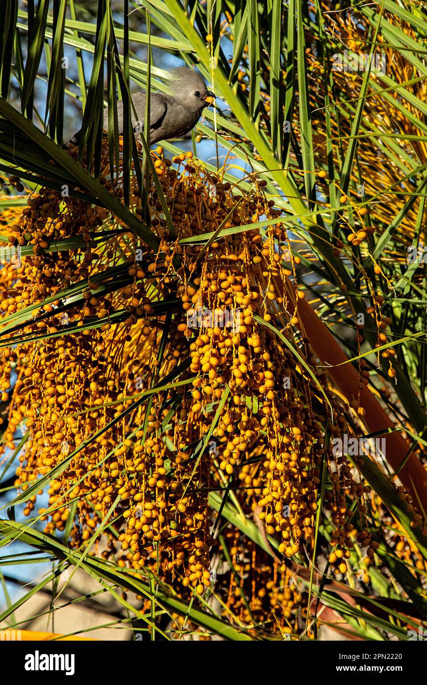 Grey African Go Away Bird with plume surrounded by yellow palm nuts ...