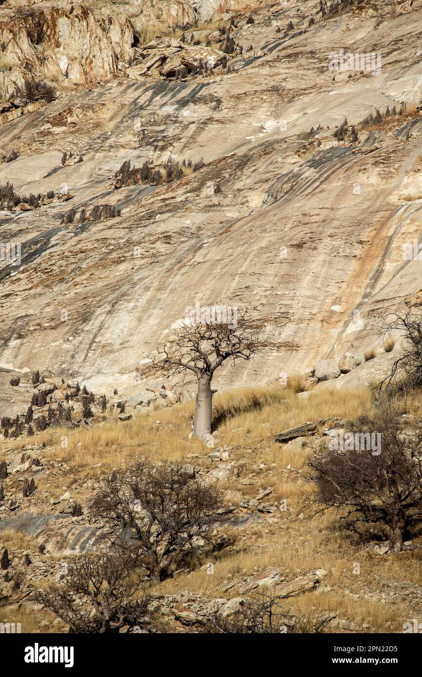 A smooth, white marble whaleback mountain with odd tree Stock Photo - Alamy